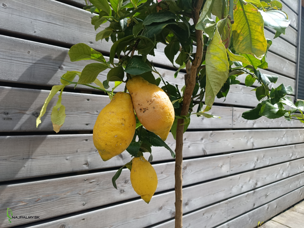 Citrónovník ´MEYERI´| 140-150 cm| najpalmy.sk