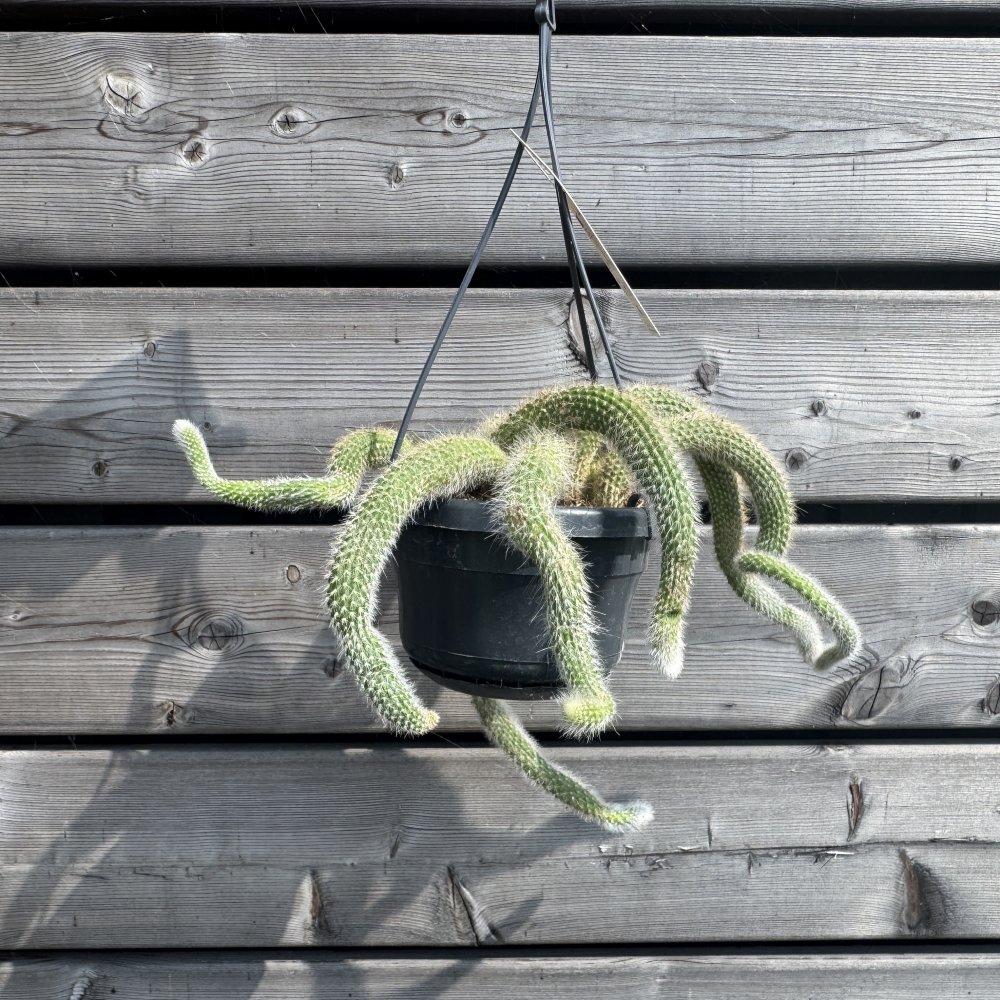 Hildewintera colademononis ´MONKEY TAIL´ | 10-20 cm | najpalmy.sk