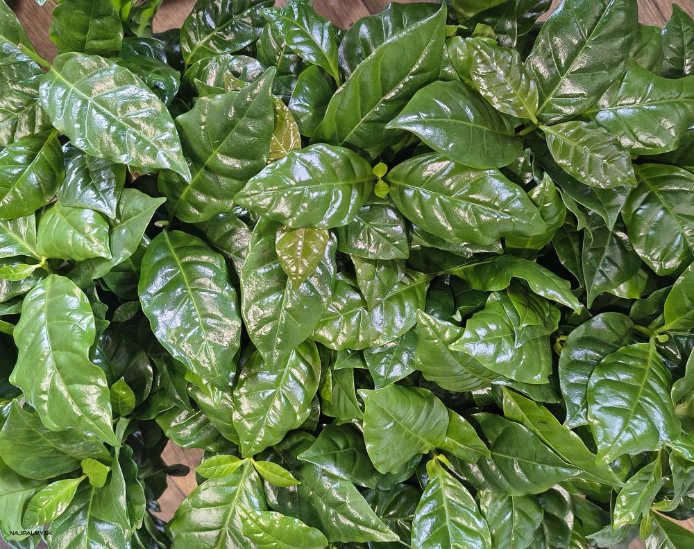 Coffea arabica | 10-15 cm | najpalmy.sk