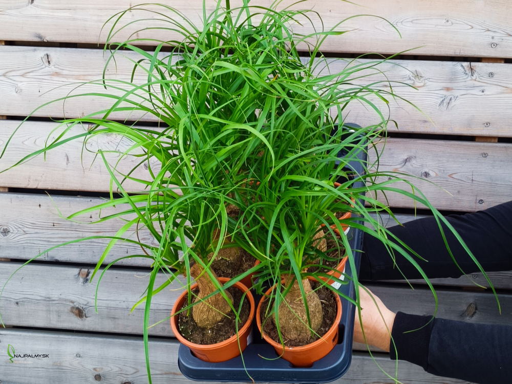 Nolina ´SLONIA NOHA´ | 35-40 cm | najpalmy.sk
